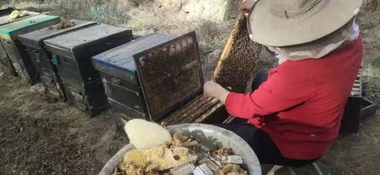 Welcome come to Wuhu Deli Foods Bee farm