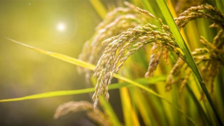 Rice Starch: WuHu Deli Foods’ Innovations and OEM Services | Deli Foods ...
